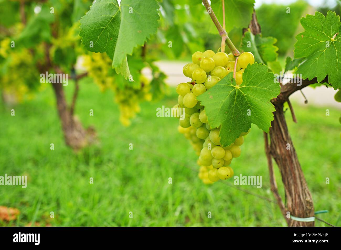 a lot of grape bushes against the background of the sky and sunlight ...