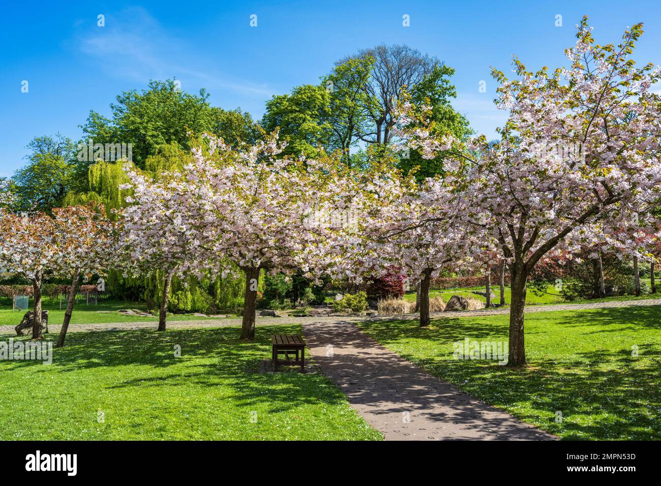 Cherry blossom trees in the Japanese Garden in the grounds of Lauriston ...