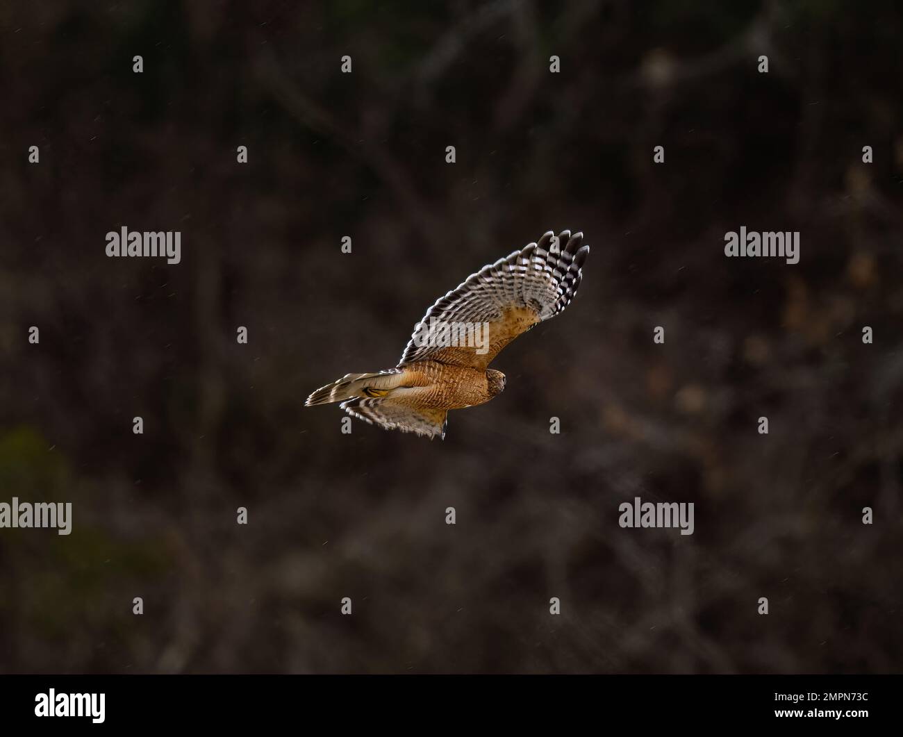 A red-shouldered hawk flying in the air Stock Photo - Alamy