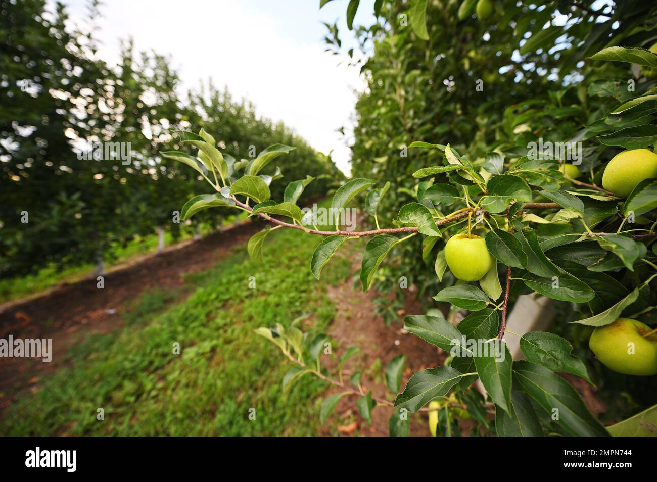 green ripe apples on the branches of apple trees in the orchard against ...