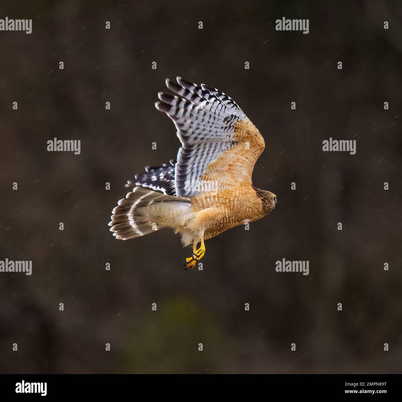 A red-shouldered hawk flying in the air Stock Photo - Alamy