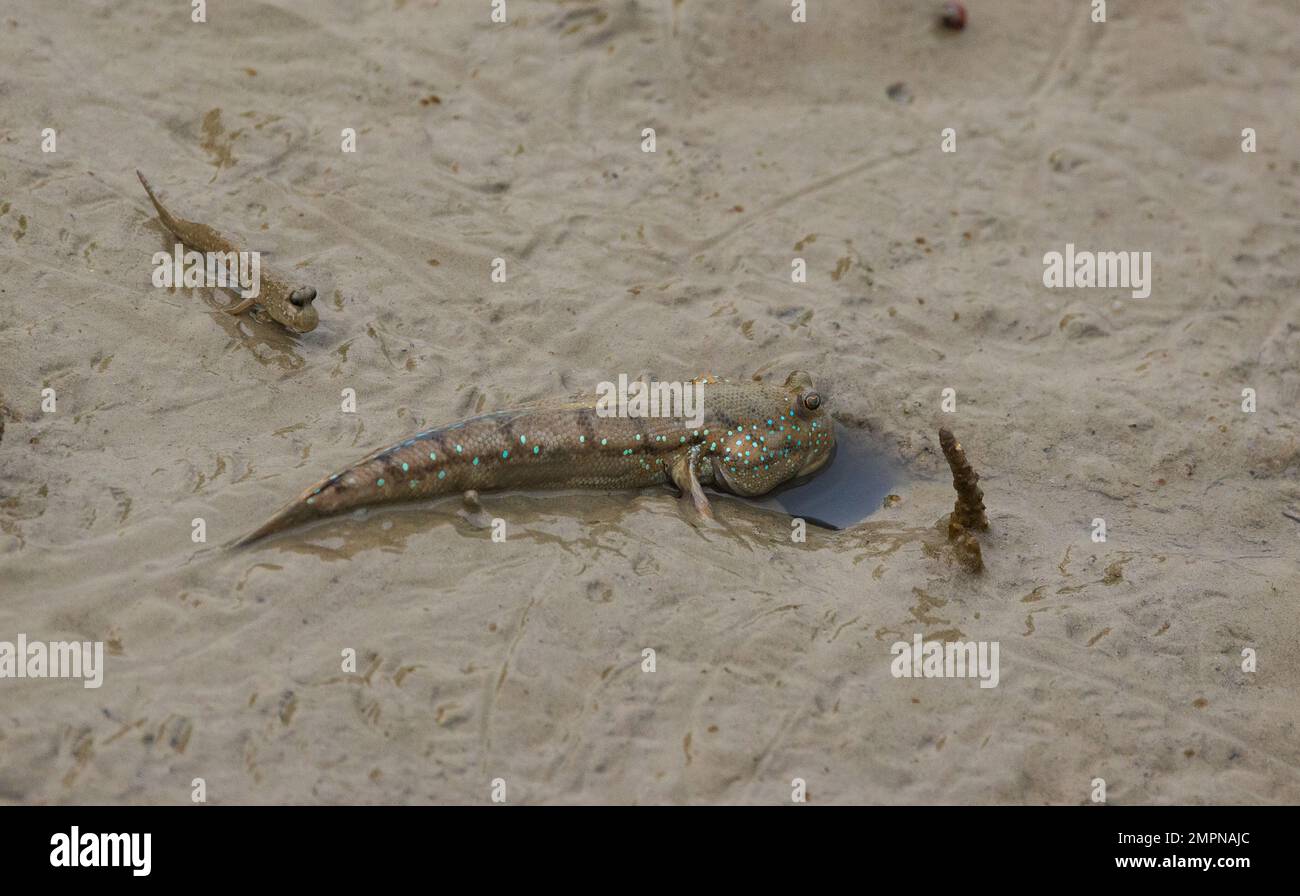 Mudskipper india hi-res stock photography and images - Alamy