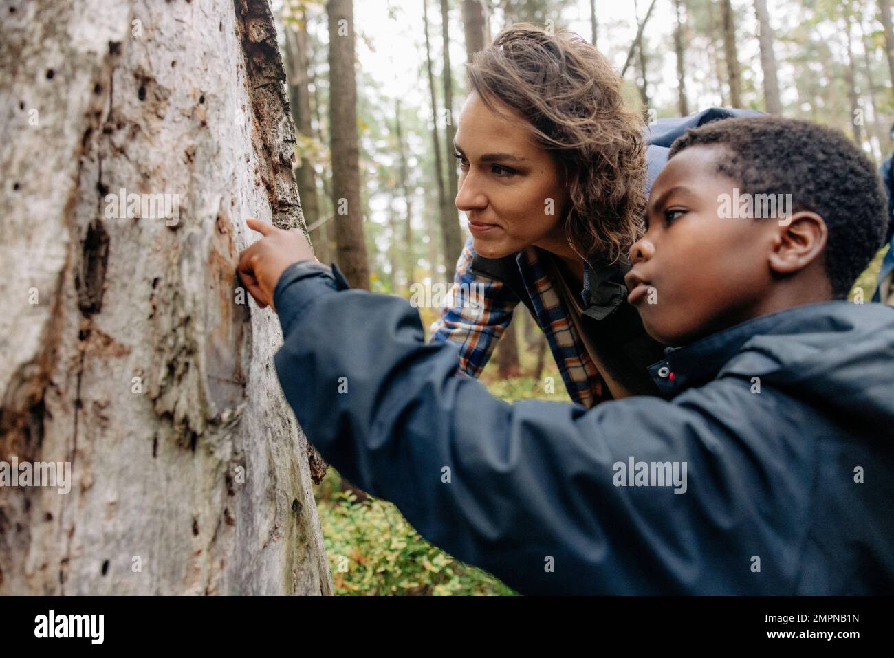 Curious boy pointing at tree trunk by mother in forest during vacation ...