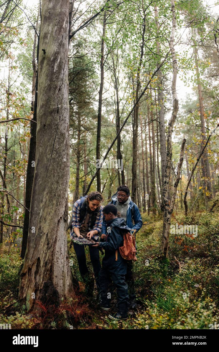 Mother showing bark of tree to son while exploring forest during ...