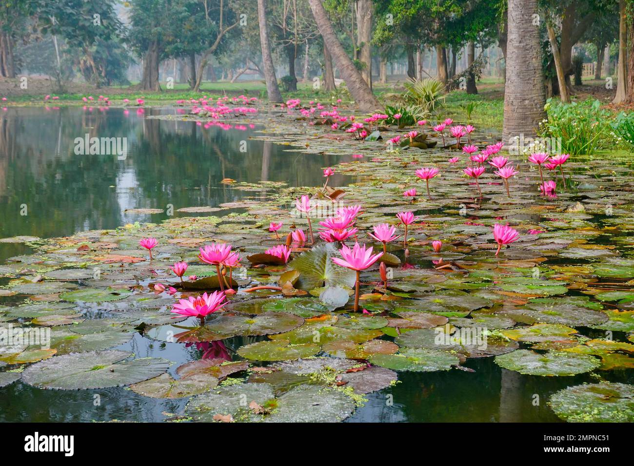 Beautiful view of a pond filled with leaves of Nymphaea , aquatic ...
