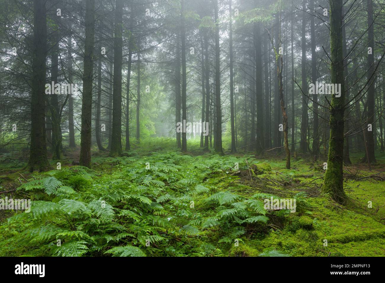 Harptree hi-res stock photography and images - Alamy