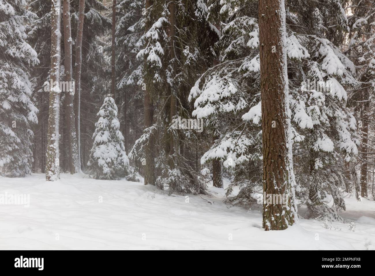 Pisz forest hi-res stock photography and images - Alamy