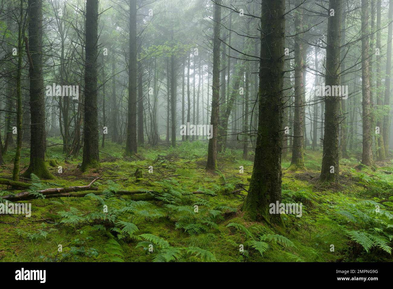 A misty coniferous plantation at East Harptree Woods in the Mendip ...