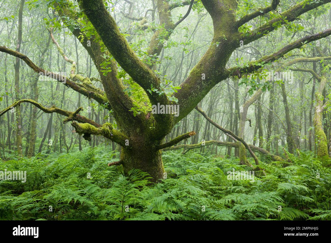 Harptree hi-res stock photography and images - Alamy