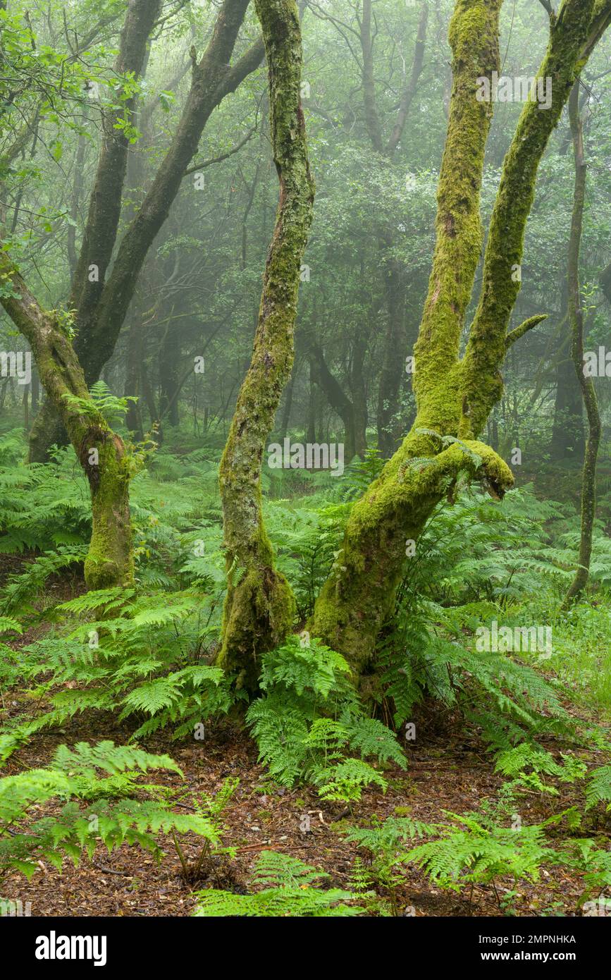 A misty broadleaf woodland in summer at East Harptree Woods in the ...