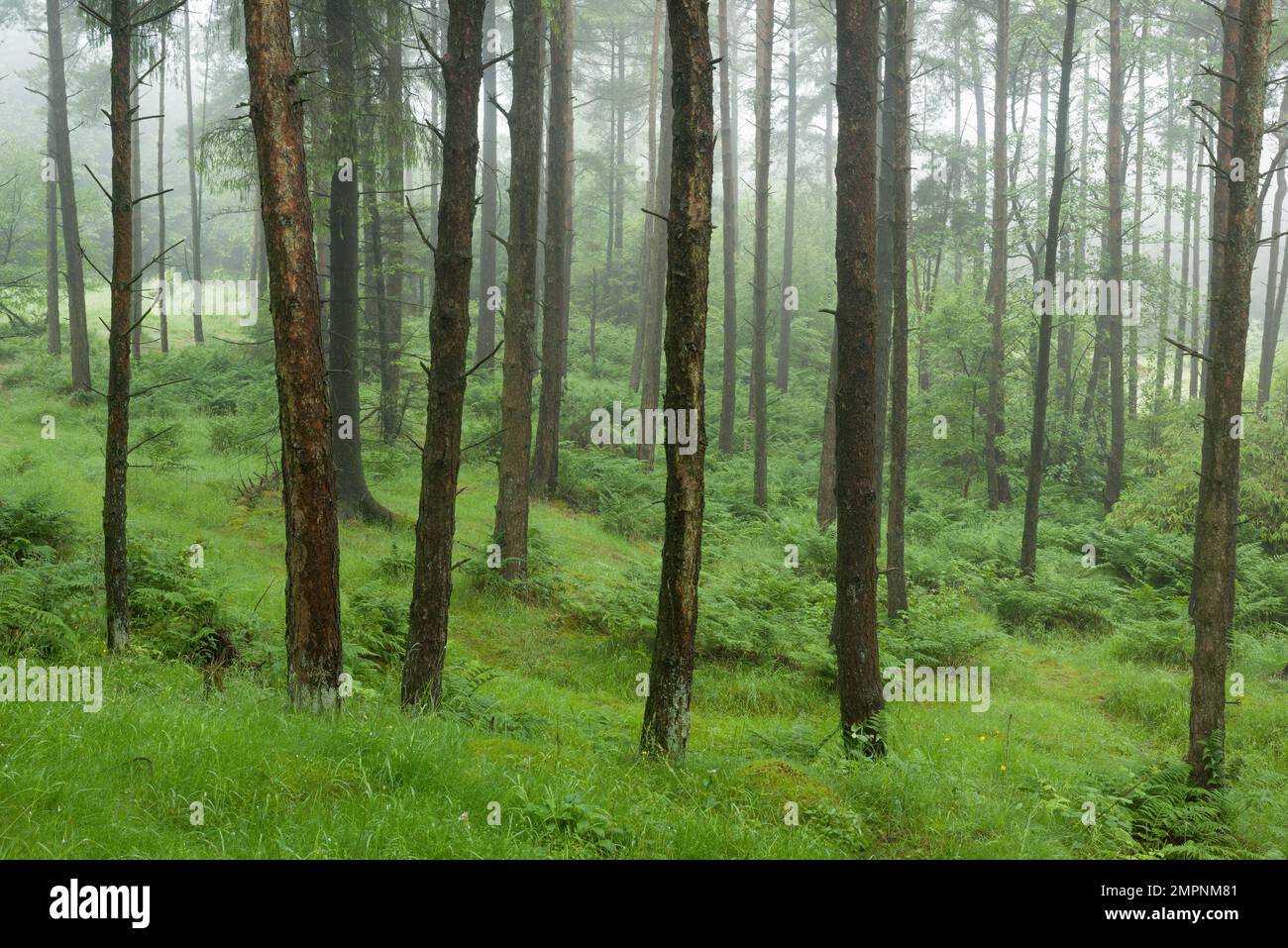 Harptree hi-res stock photography and images - Alamy