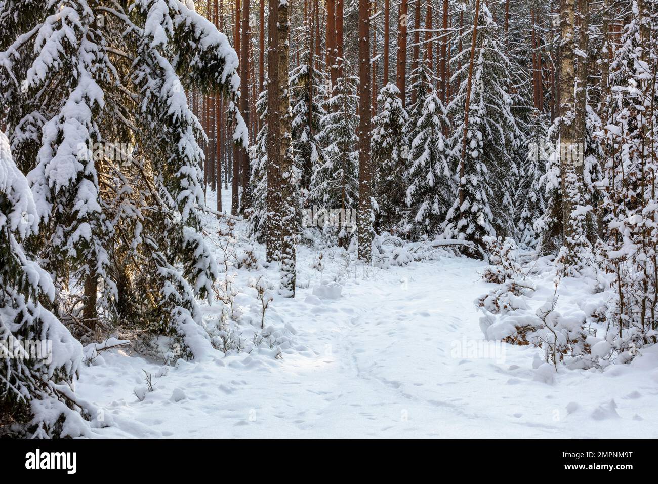 Pisz forest hi-res stock photography and images - Alamy