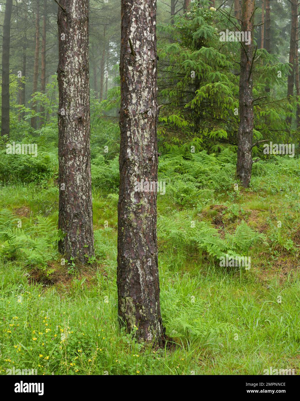Harptree hi-res stock photography and images - Alamy