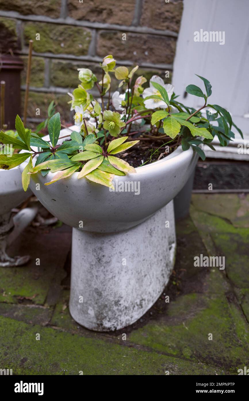Toilet bowl used as a funny unusual flower pot for growing pot plants ...