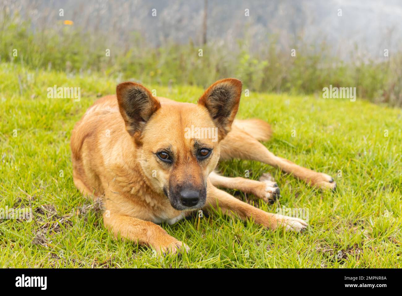 Beige dog with dark brown eyes, lying on the grass and dirt in the ...