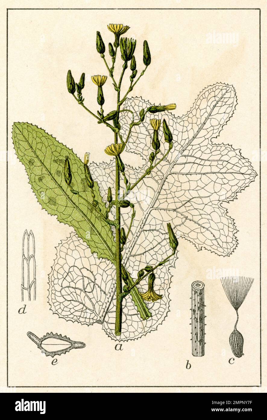 wild lettuce Lactuca virosa, (botany book, 1906), Gift-Lattich Stock ...