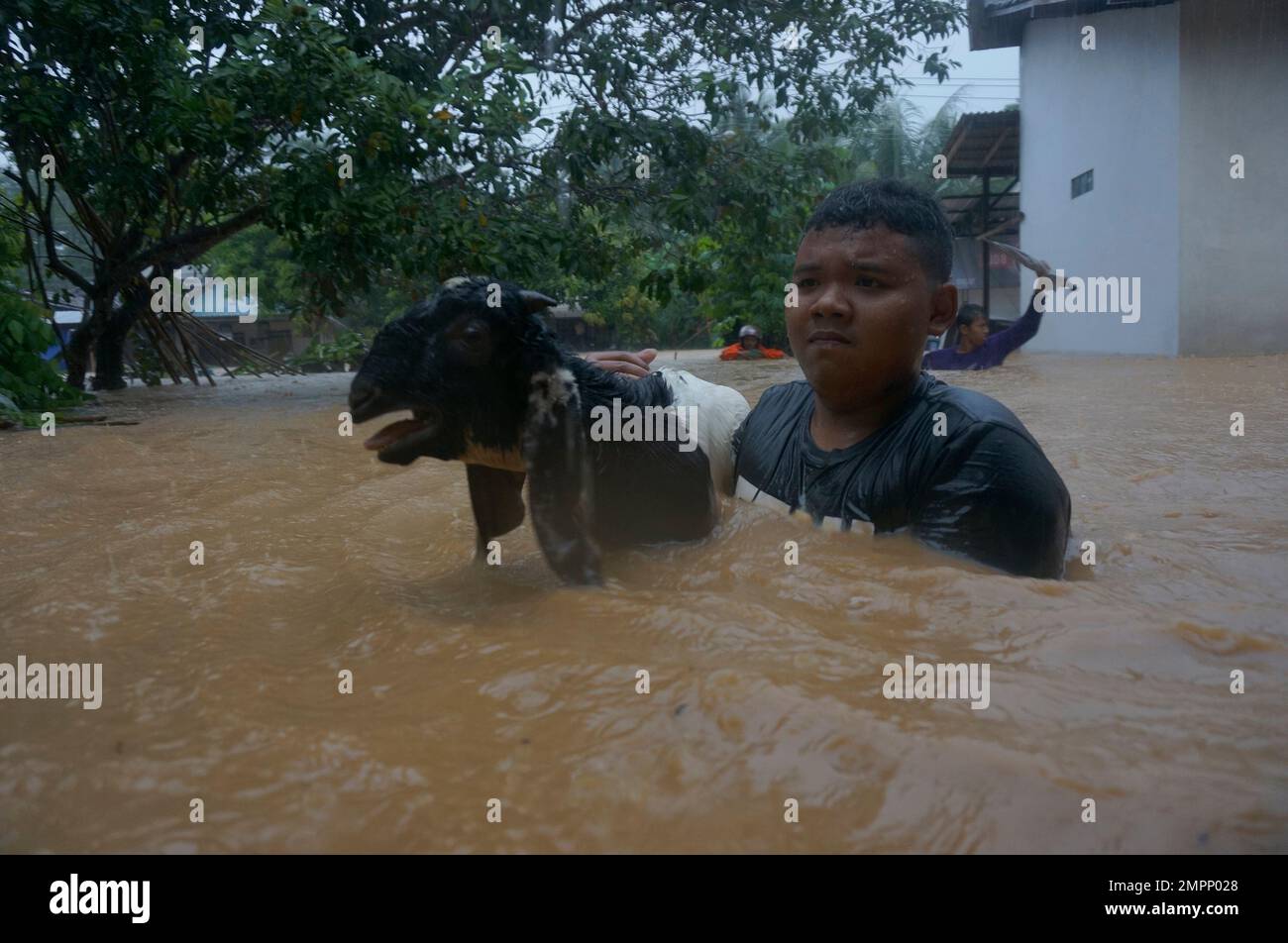 A man carries a goat to safety during a flood in Pacitan, East Java ...