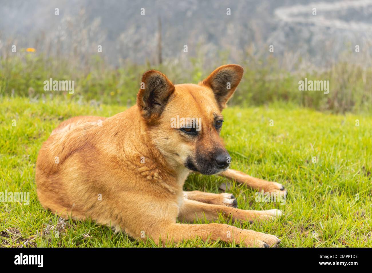 Beige dog with dark brown eyes, lying on the grass and dirt in the ...