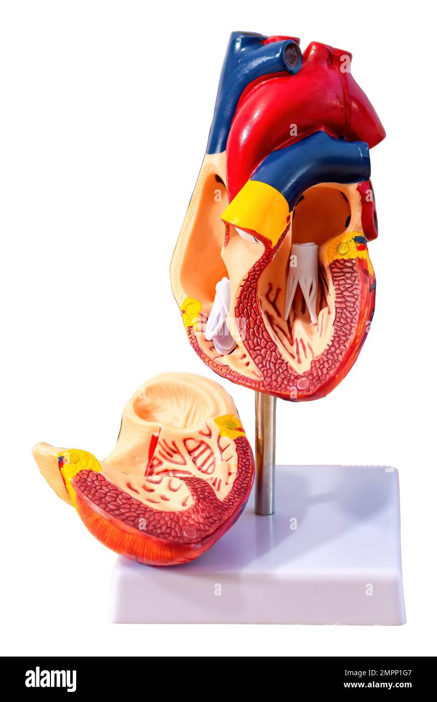 A vertical shot of the anatomical structure of the heart isolated on ...