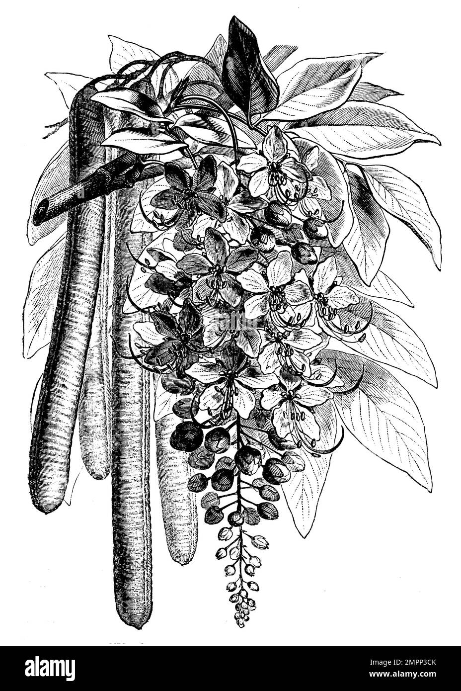 Cassia fistula Black and White Stock Photos & Images - Alamy