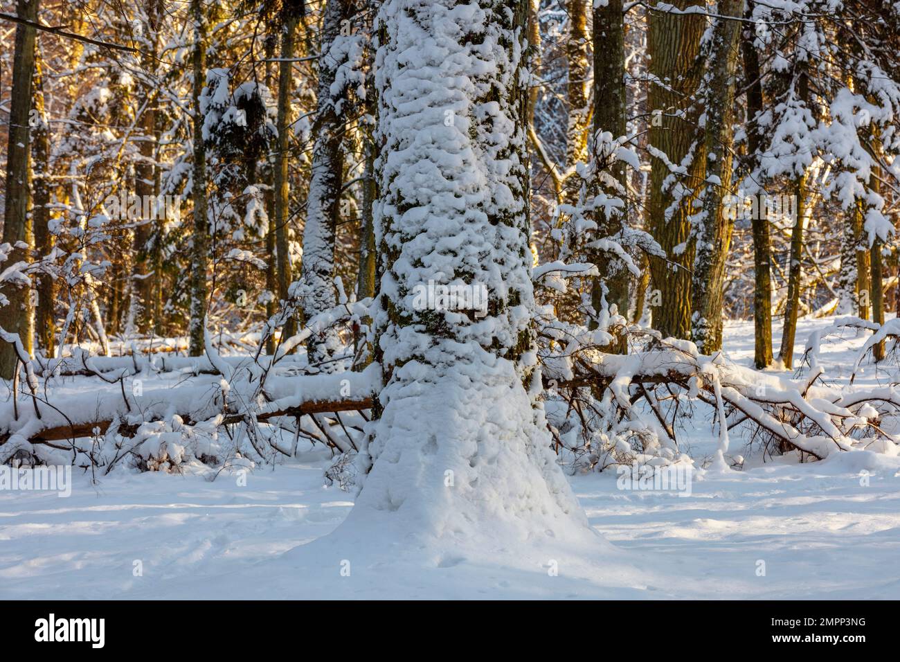 Winter in Bialowieza Forest, Poland Stock Photo - Alamy