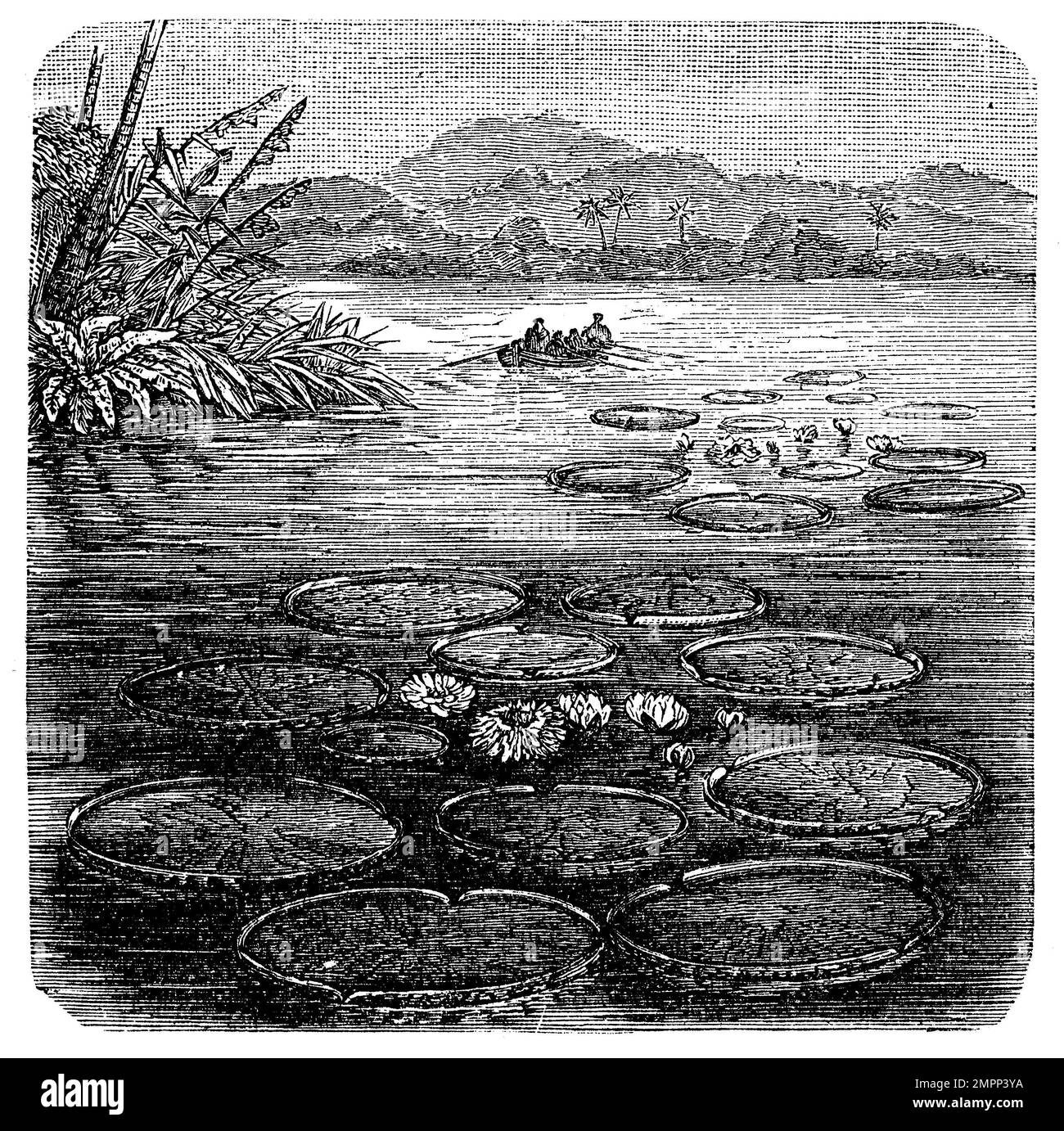 Amazon giant water lily, Victoria amazonica Syn. Victoria regia ...