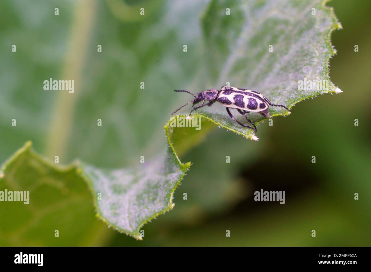 A pollen beetle (Astylus atromaculatus) feeding on zucchini leaves in a ...