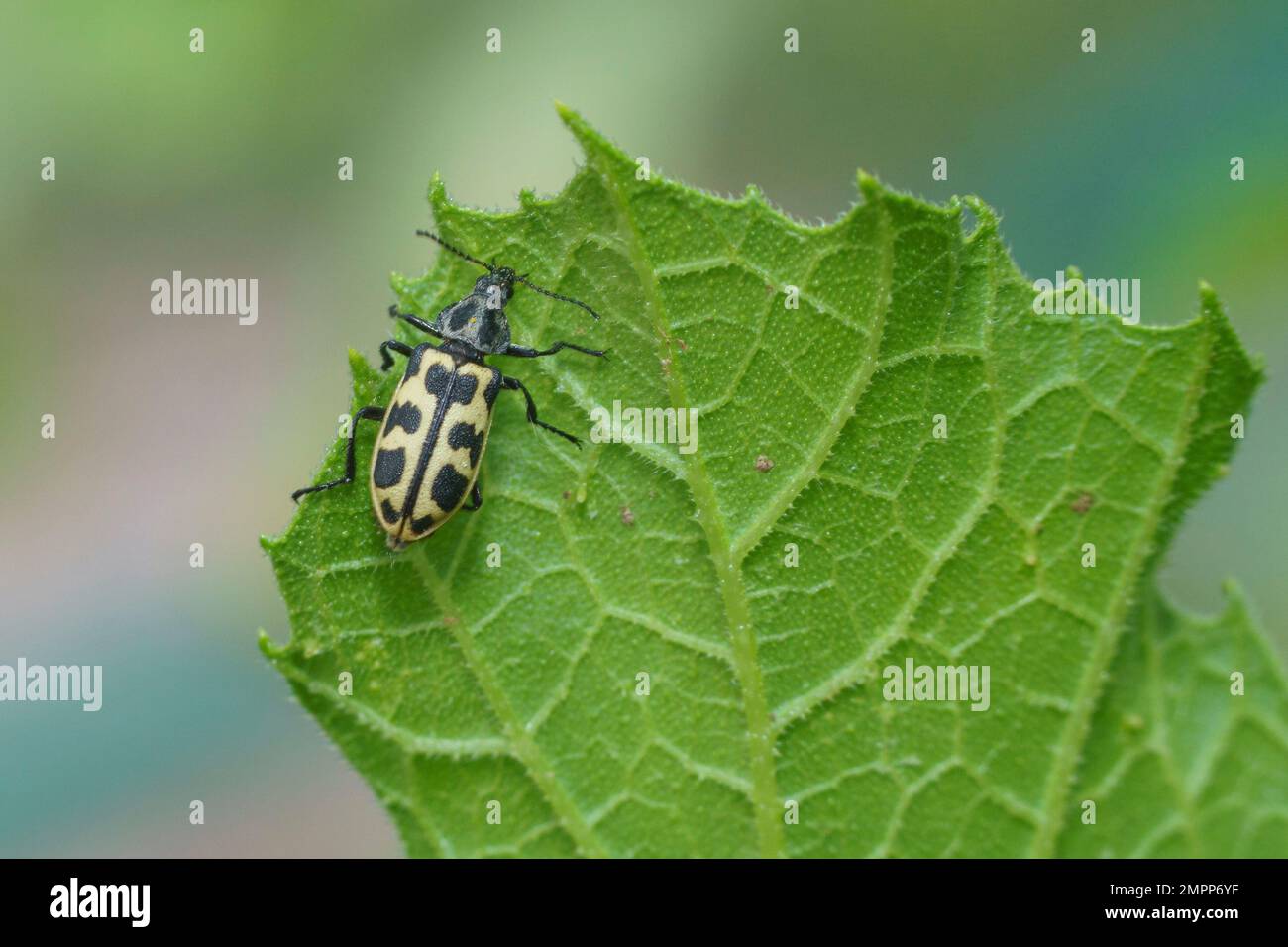 A pollen beetle (Astylus atromaculatus) feeding on zucchini leaves in a ...