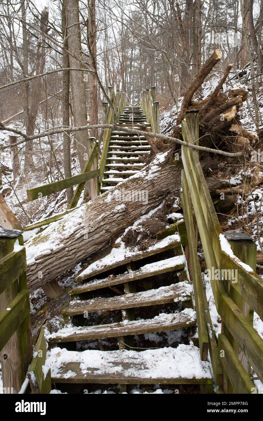 Fallen tree on the hiking trail at White Pines Forest State Park in ...