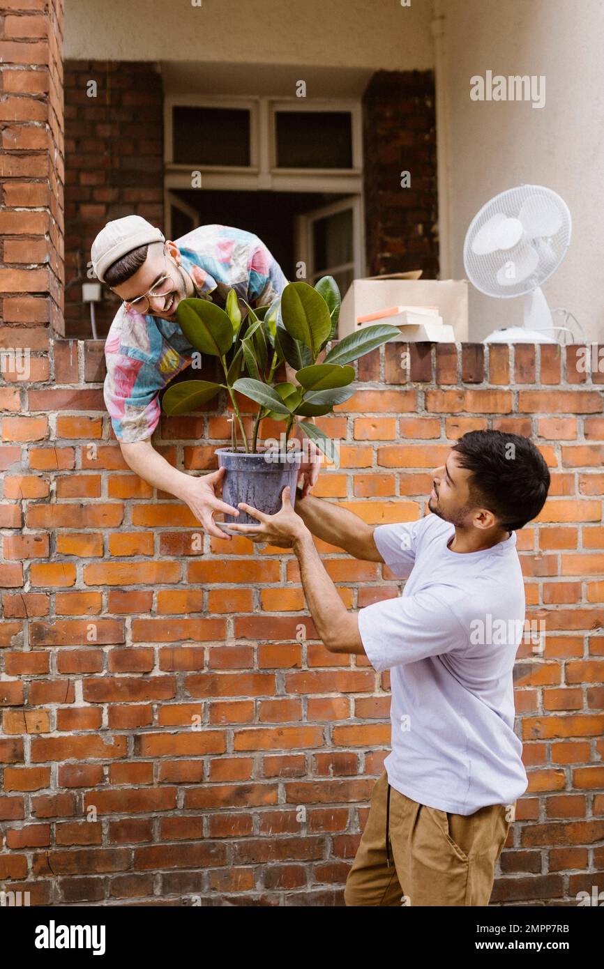 Side view of man passing potted plant to boyfriend over brick wall ...