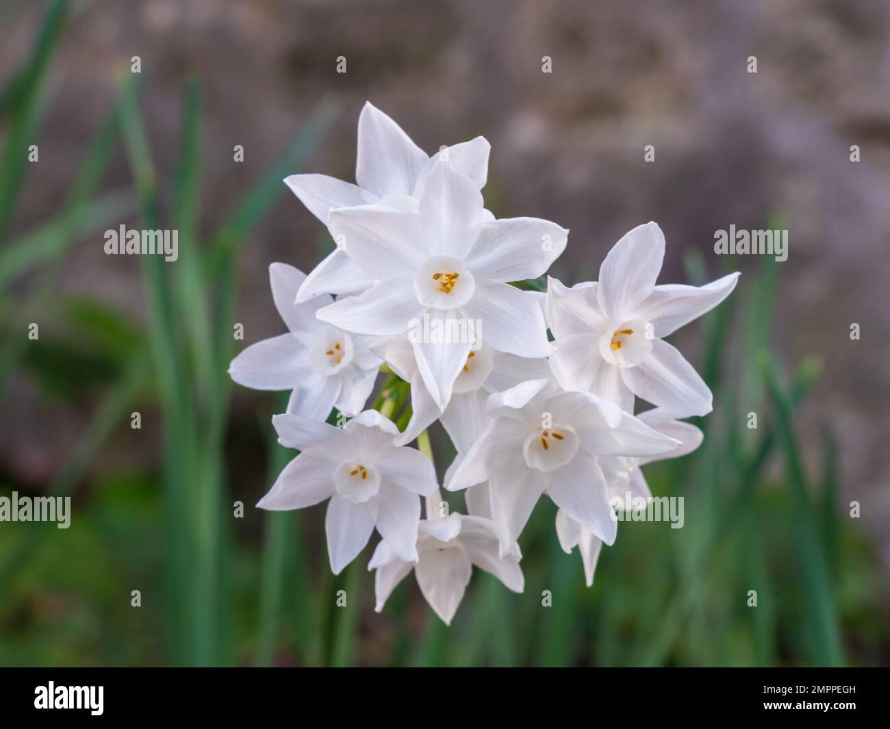 Closeup view of cluster of white flowers of narcissus papyraceus aka ...