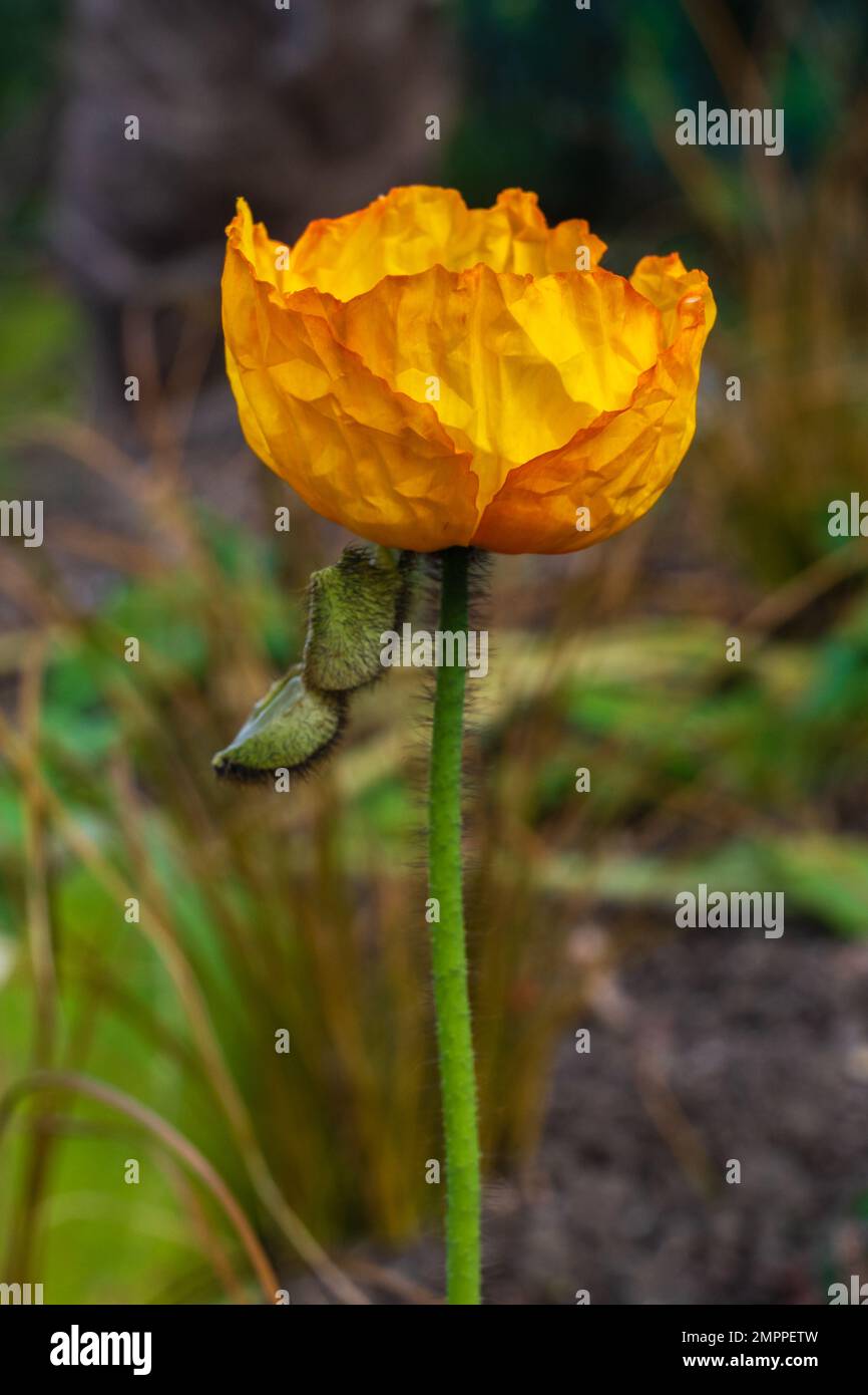 Closeup view of colorful yellow orange flower of papaver nudicaule aka ...