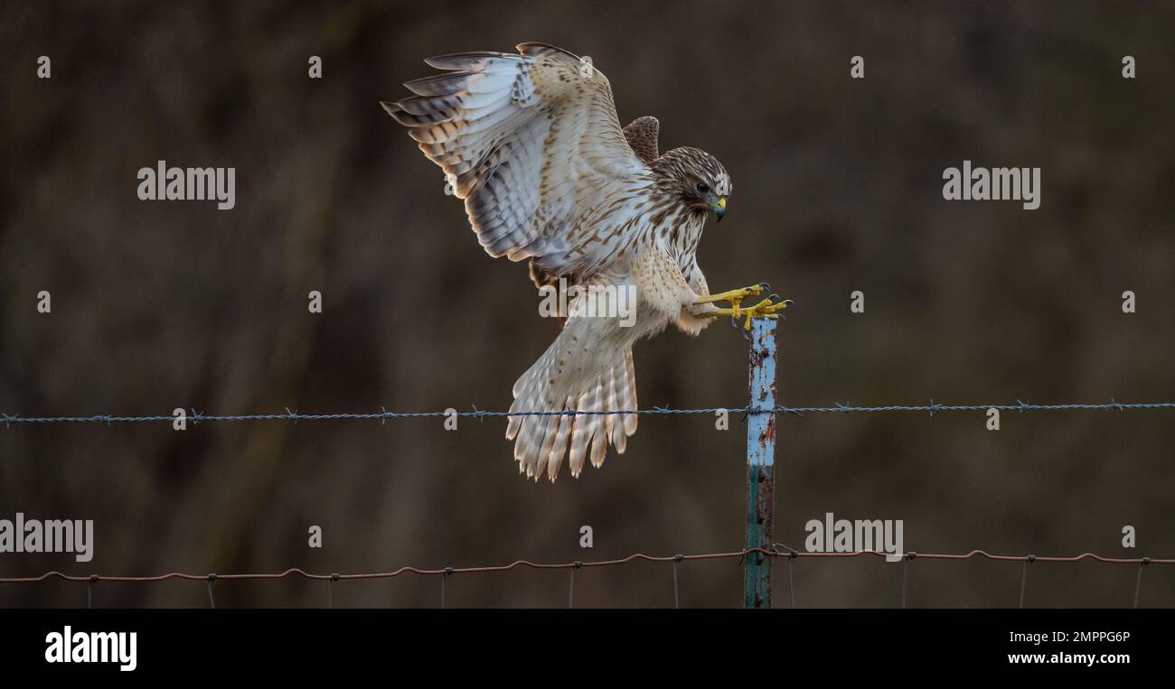 A view of the hawk bird landing on a wire Stock Photo - Alamy