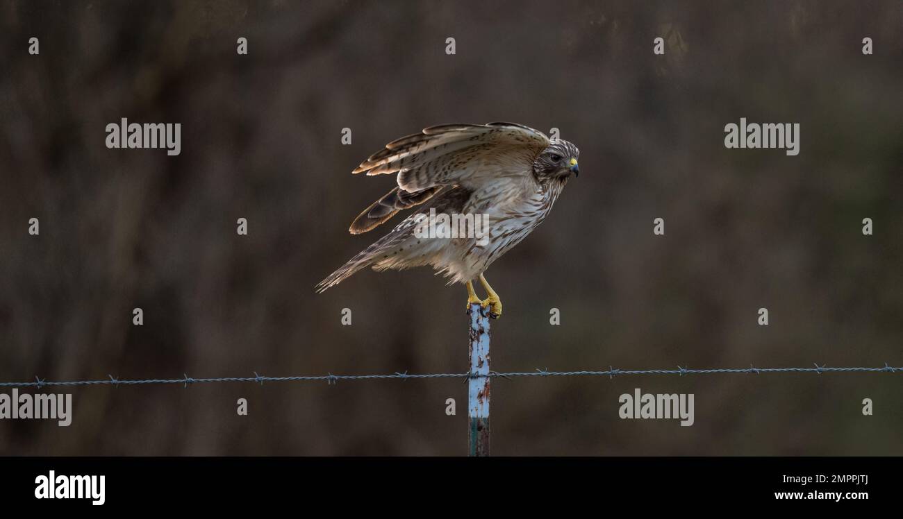 A view of the hawk bird landing on a wire Stock Photo - Alamy