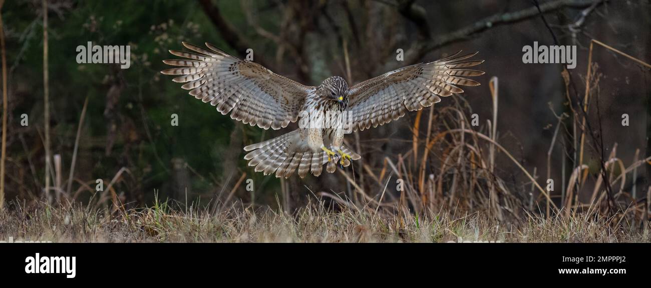 A view of the hawk bird landing on the ground Stock Photo - Alamy