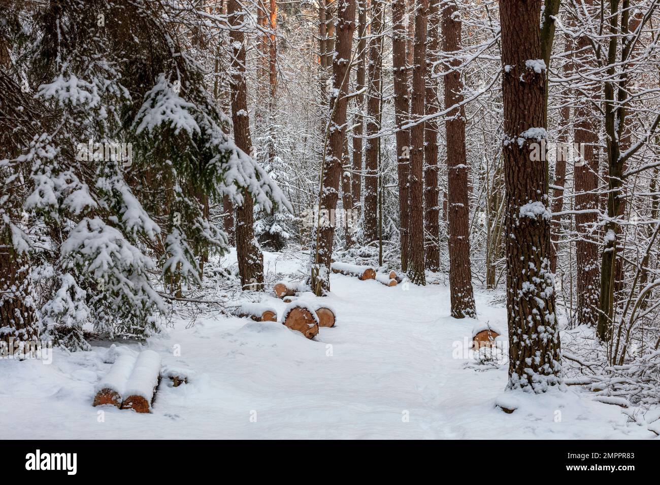 Piska Forest in winter weather, Poland Stock Photo - Alamy