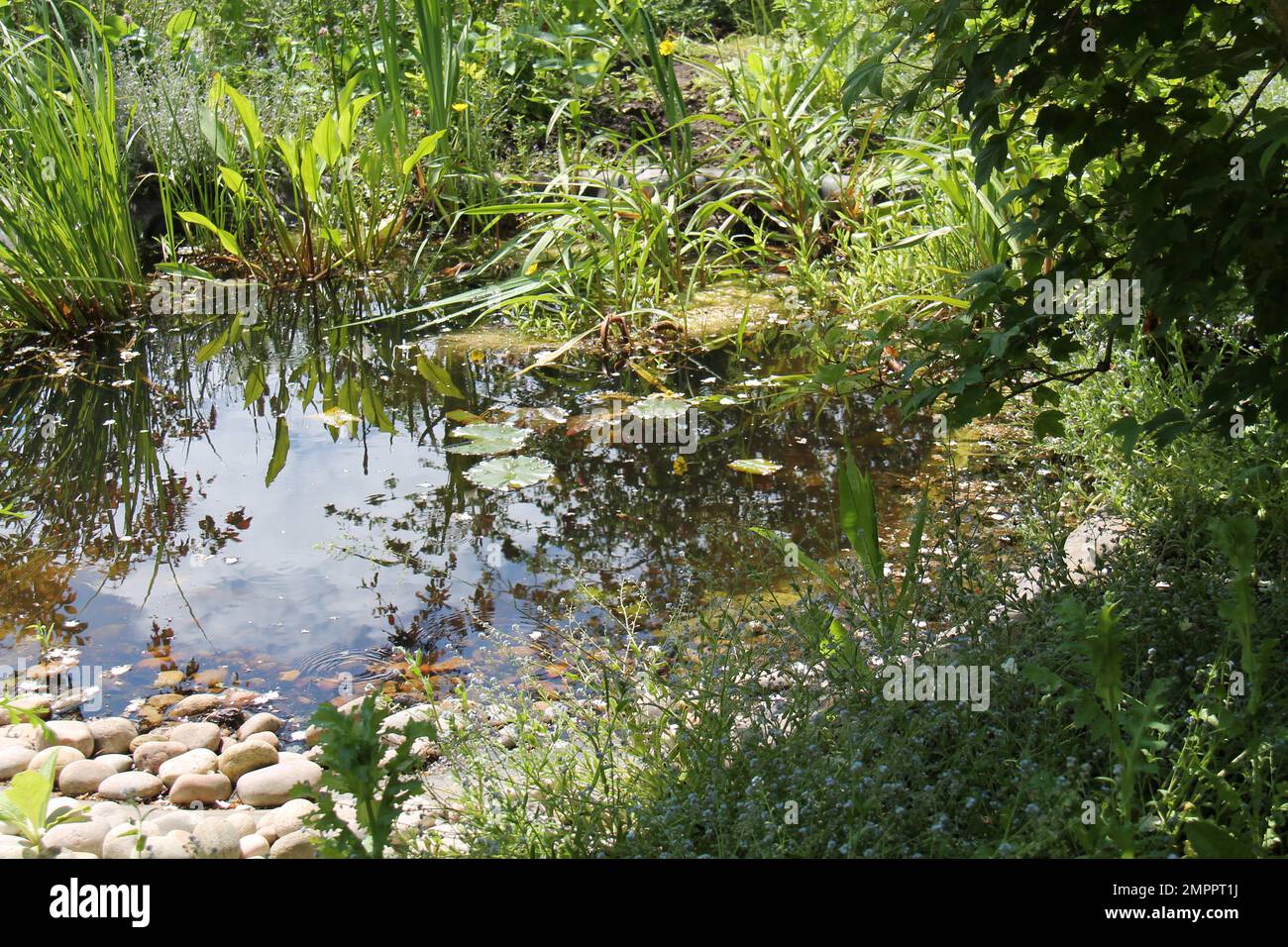 Planting by a pond hi-res stock photography and images - Alamy
