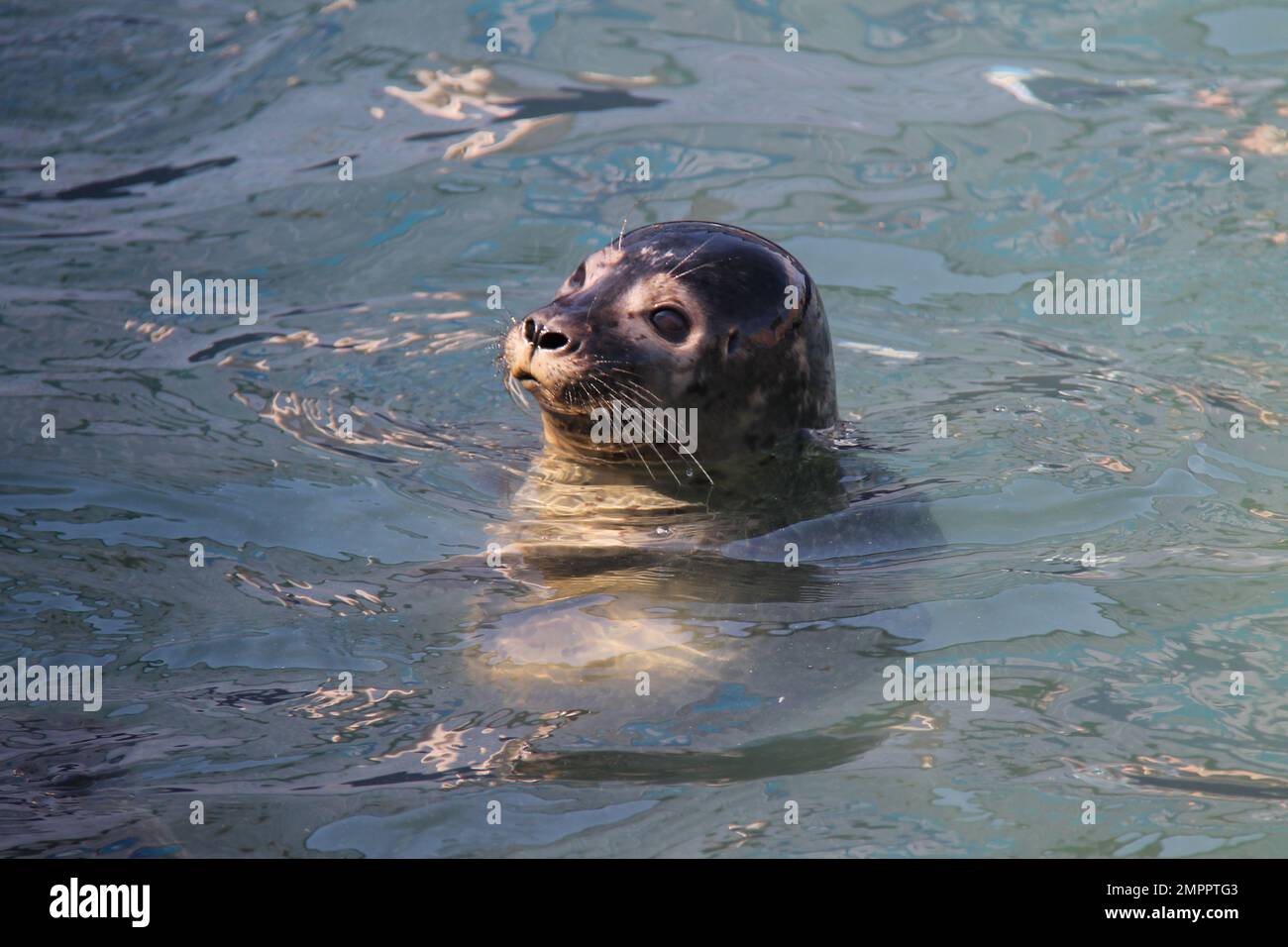 The Head of a Friendly Seal Watching from the Water Stock Photo - Alamy