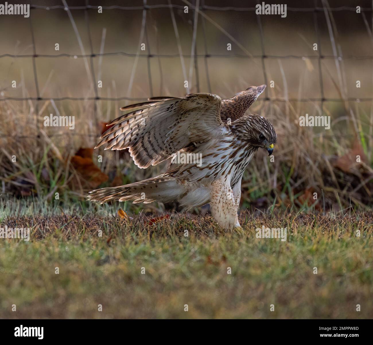 A view of the hawk bird landing on the ground Stock Photo - Alamy