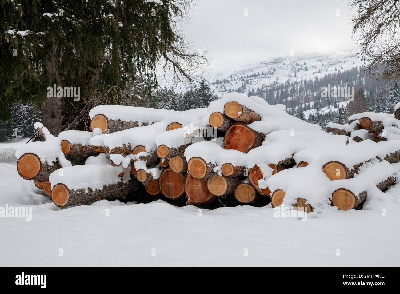 Pile of cut logs covered with snow in a forest hi-res stock photography ...