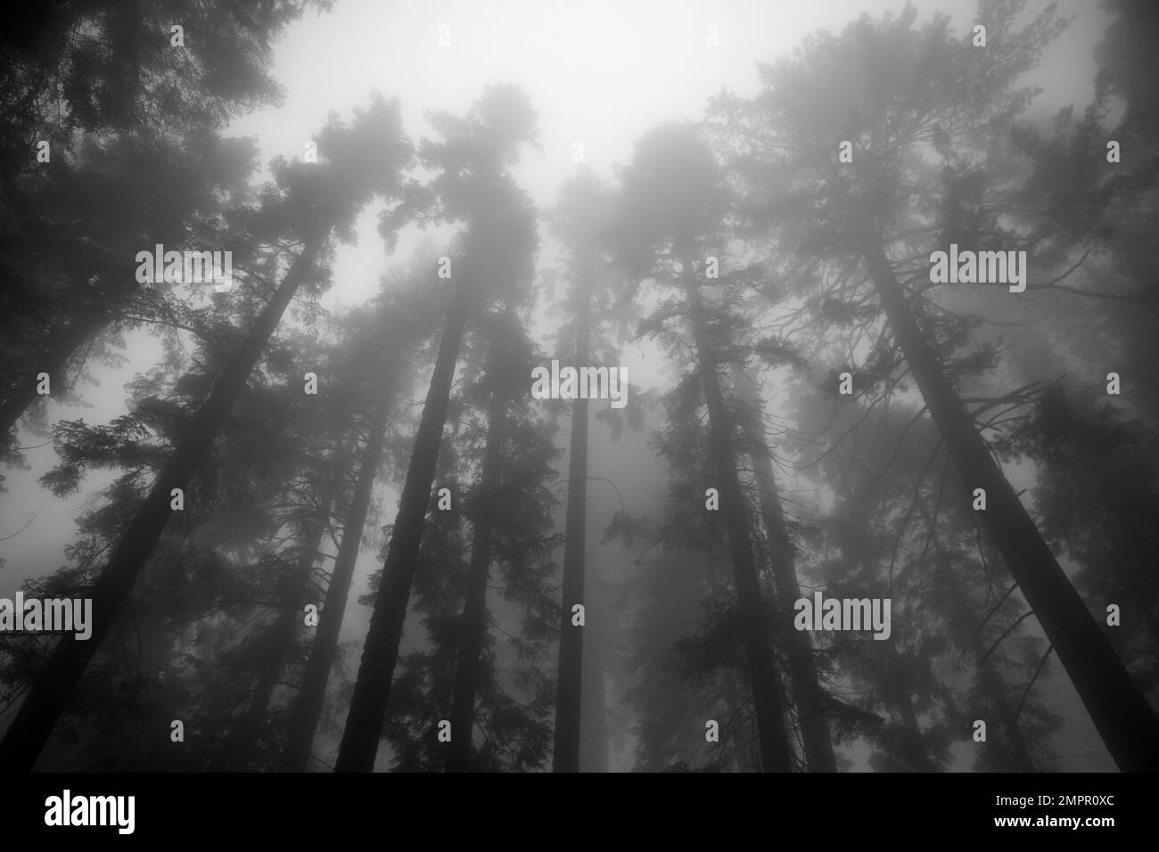 Dense low forest Black and White Stock Photos & Images - Alamy