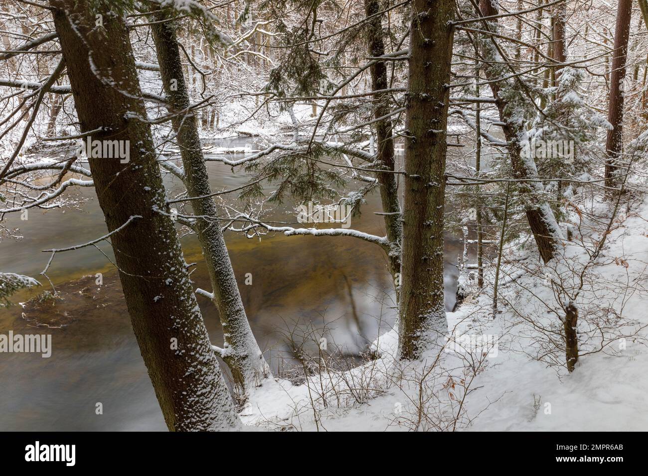 Pisz forest hi-res stock photography and images - Alamy