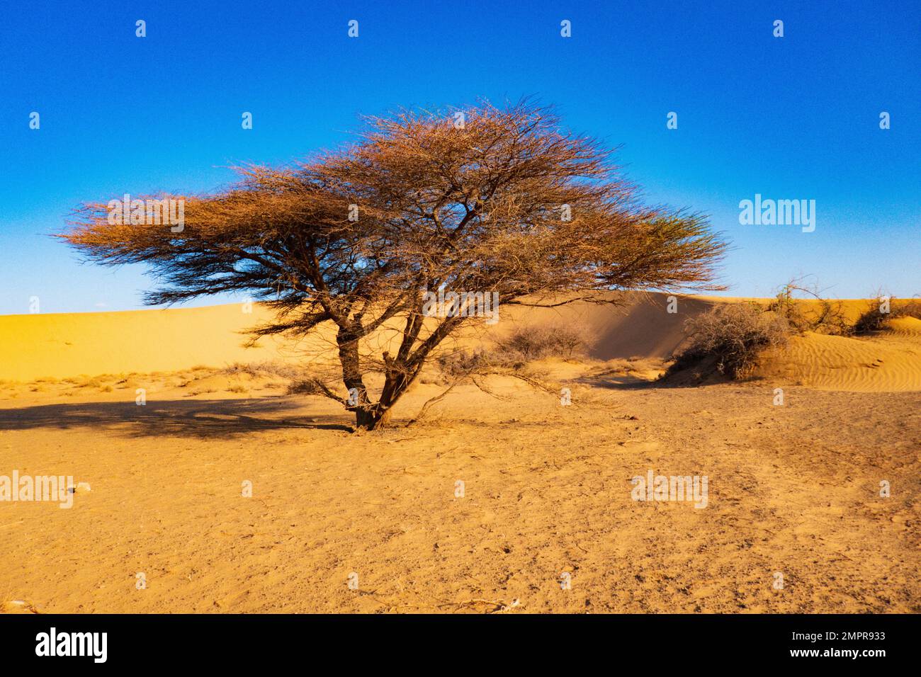 Scenic view of North Horr Sand dunes in Kenya Stock Photo - Alamy