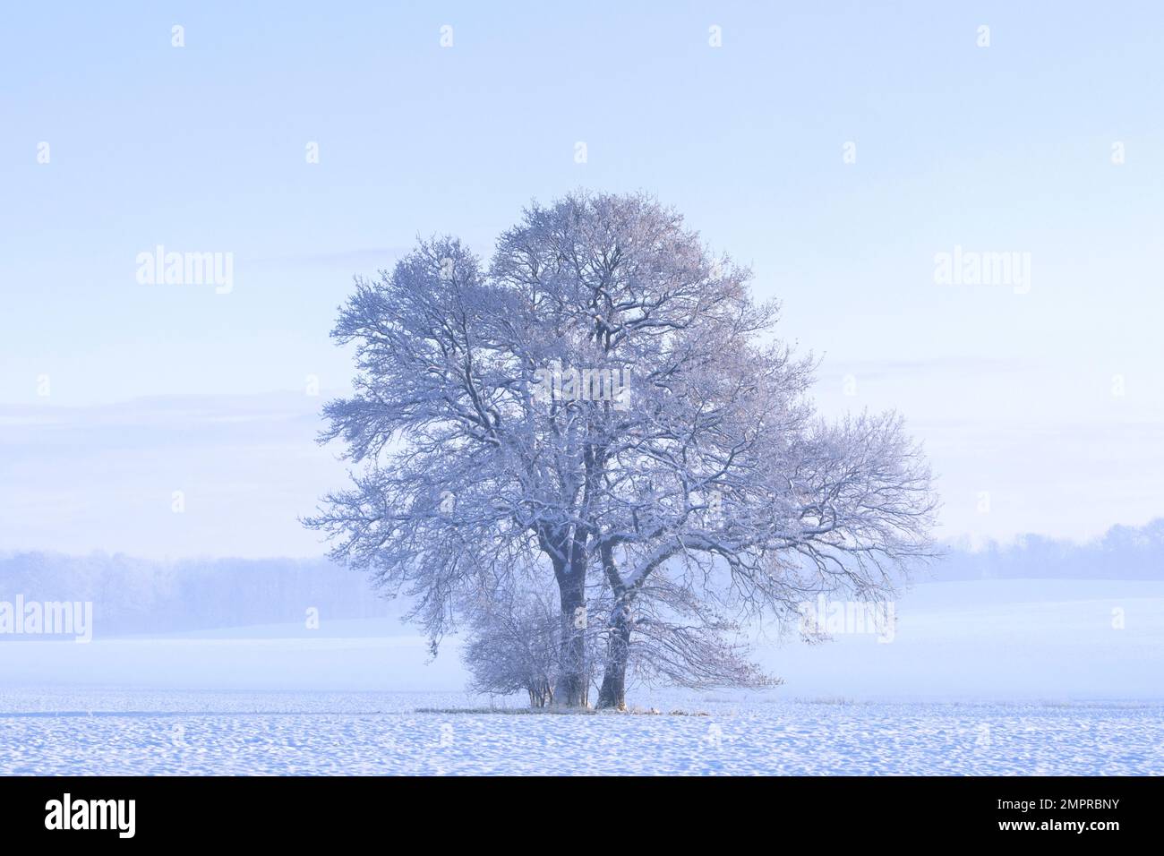 Solitary common oak / pedunculate oak / English oak (Quercus robur ...