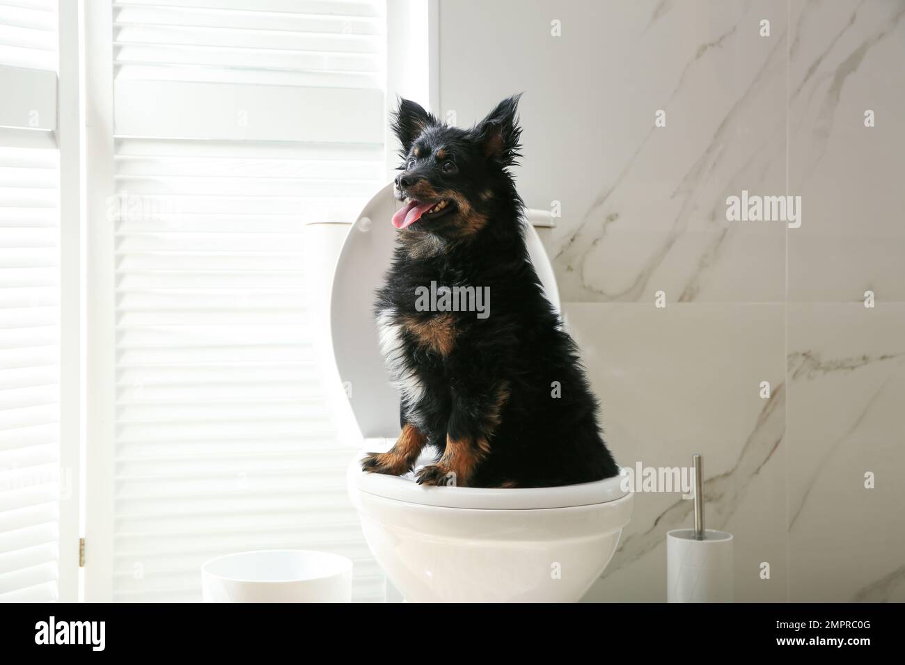 Cute dog sitting on toilet bowl in modern bathroom Stock Photo - Alamy