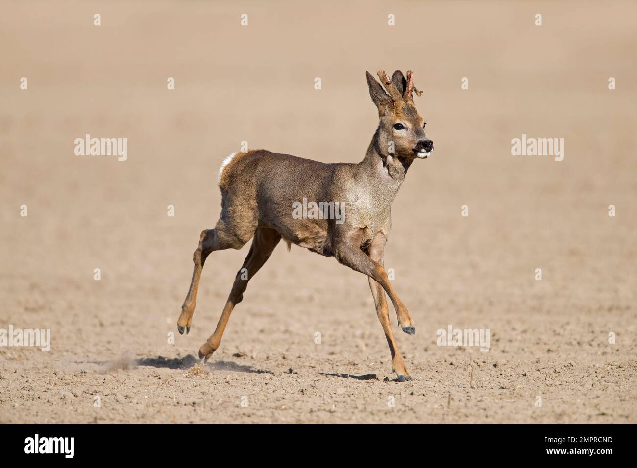 European roe deer (Capreolus capreolus) buck running over field ...