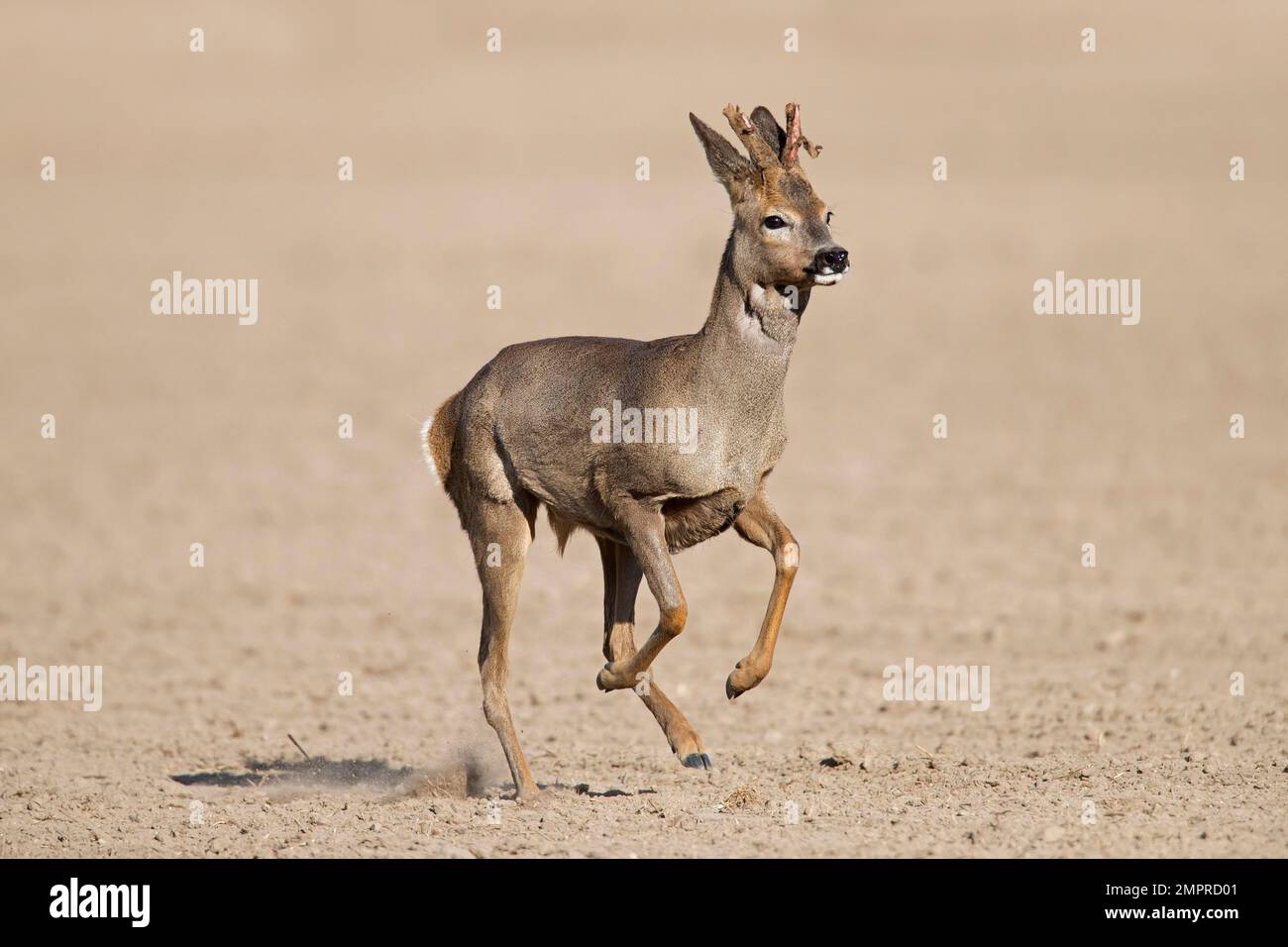 Deer Running