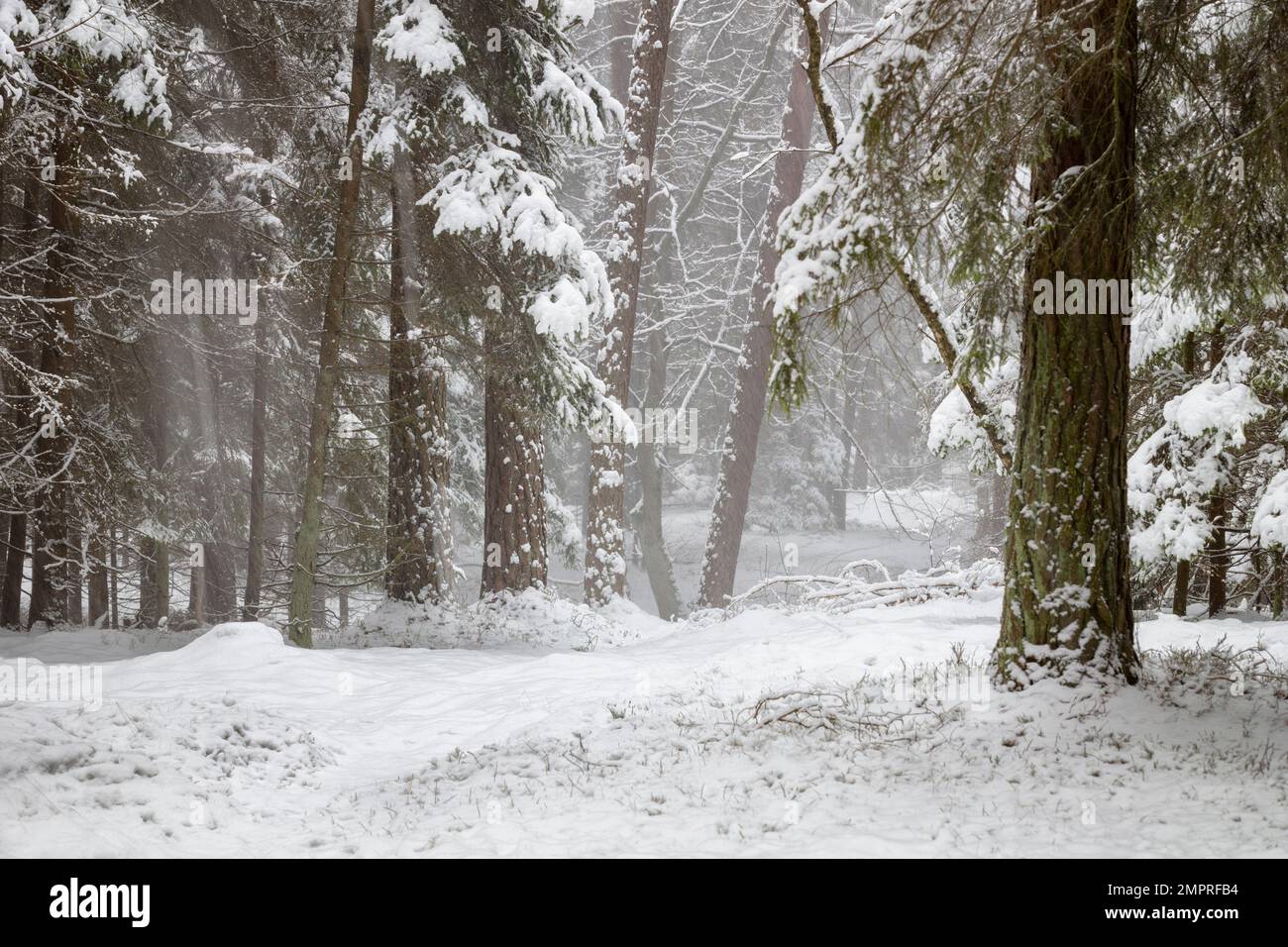 Pisz forest hi-res stock photography and images - Alamy