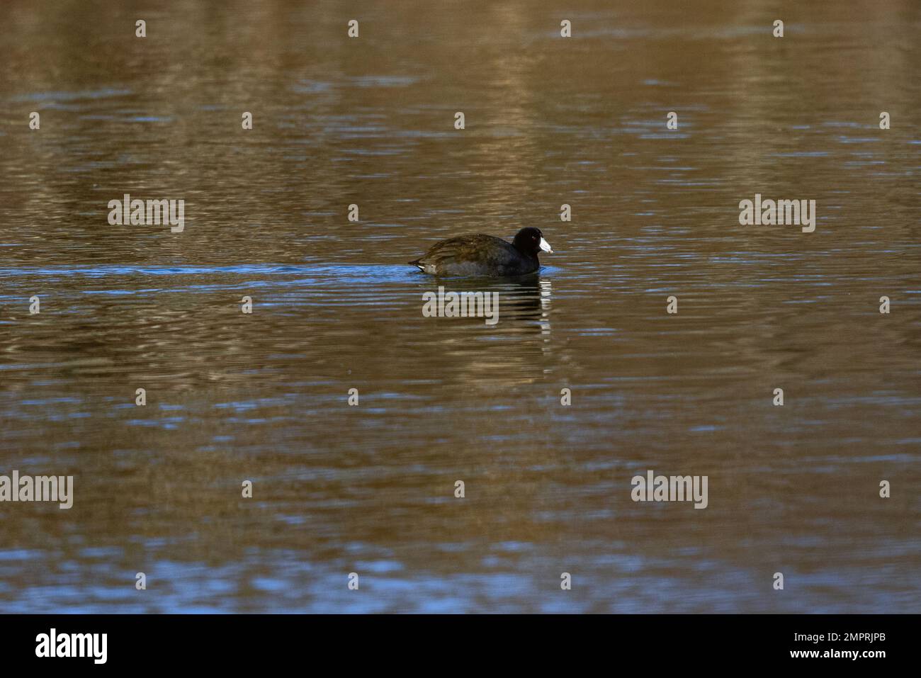 An American coot duck swimming in water Stock Photo - Alamy