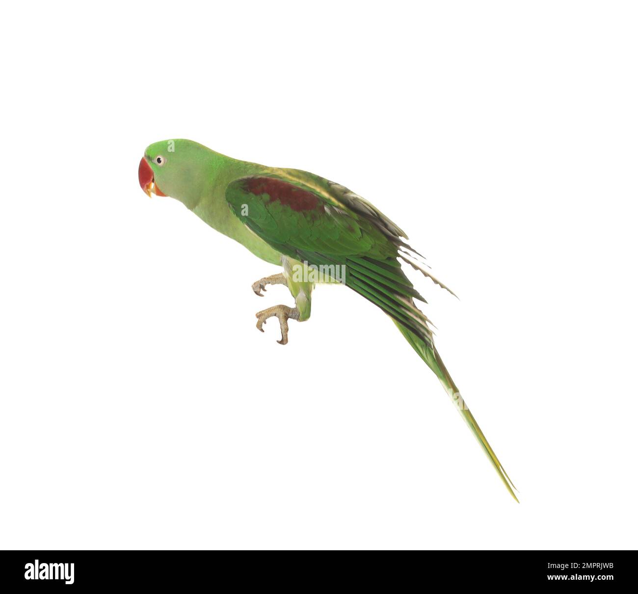 Beautiful green forest bright Cut Out Stock Images & Pictures - Alamy